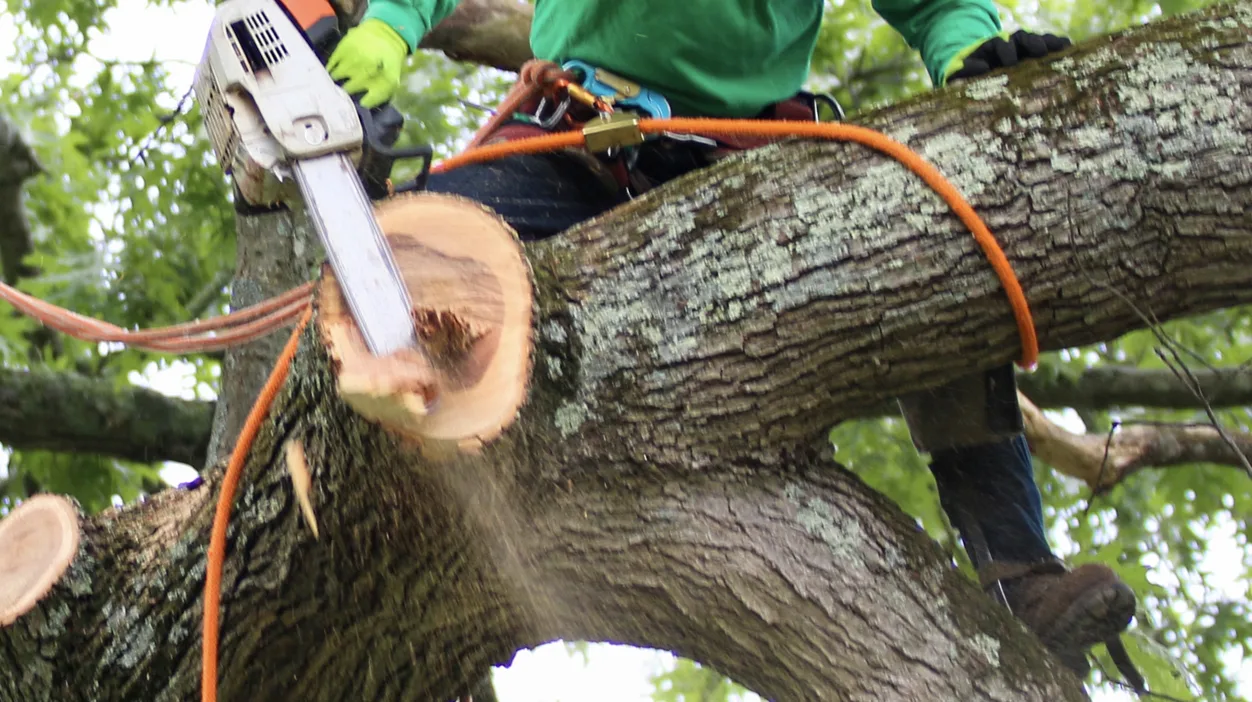 High-Quality Residential Tree Services | Southern Tree Care CSRA